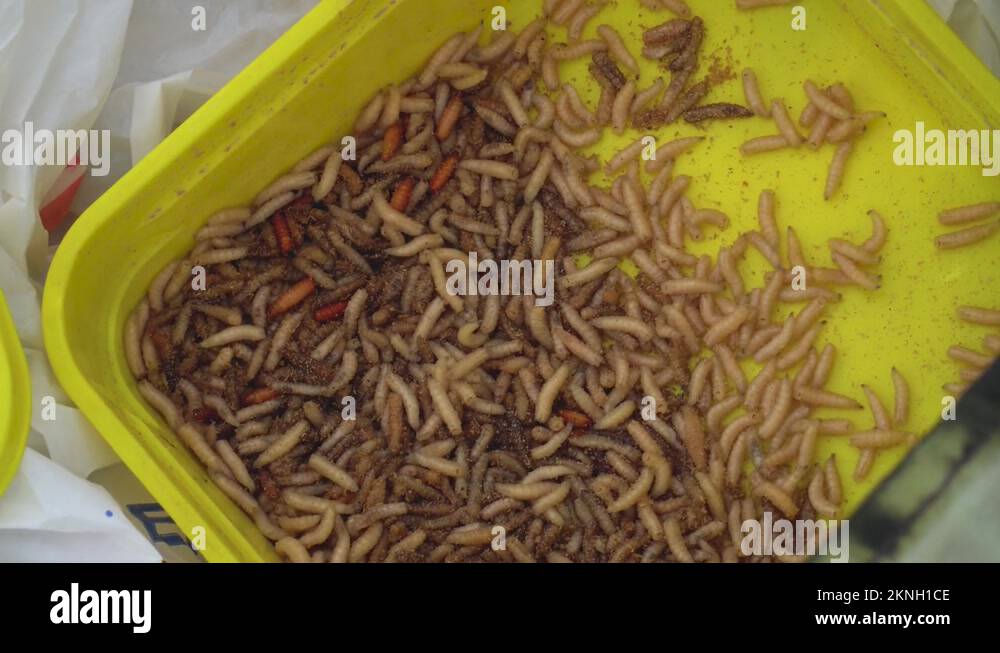 Compost worm Stock Videos & Footage - HD and 4K Video Clips - Alamy