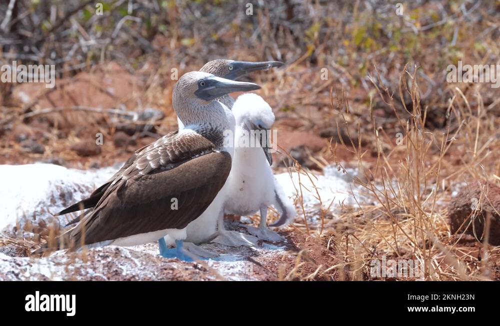 Blue footed booby birds Stock Videos & Footage - HD and 4K Video Clips ...