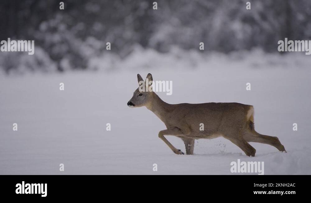 WIld deer walking in nature captured in a snow biome in slow motion ...
