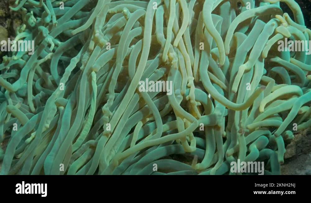 Close-up of Clownfish in anemone. Red Sea Anemonefish or Threebanded ...