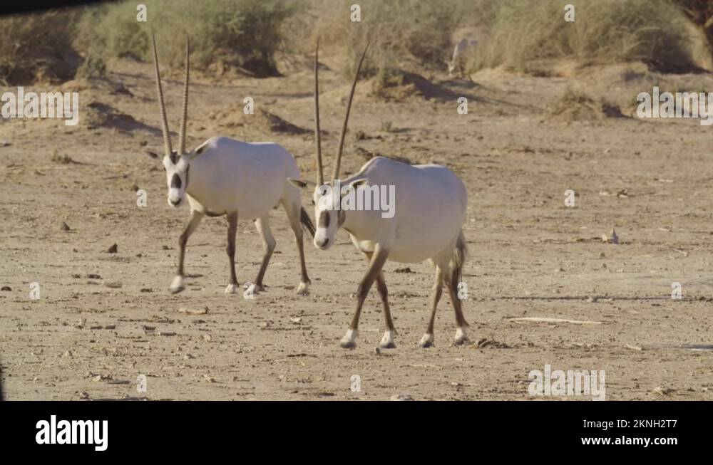 Wildlife reintroduction Stock Videos & Footage - HD and 4K Video Clips ...