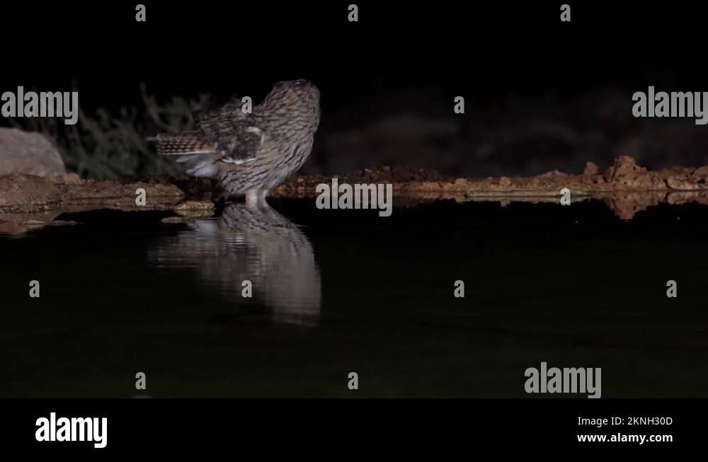 Desert spring water Stock Videos & Footage - HD and 4K Video Clips - Alamy