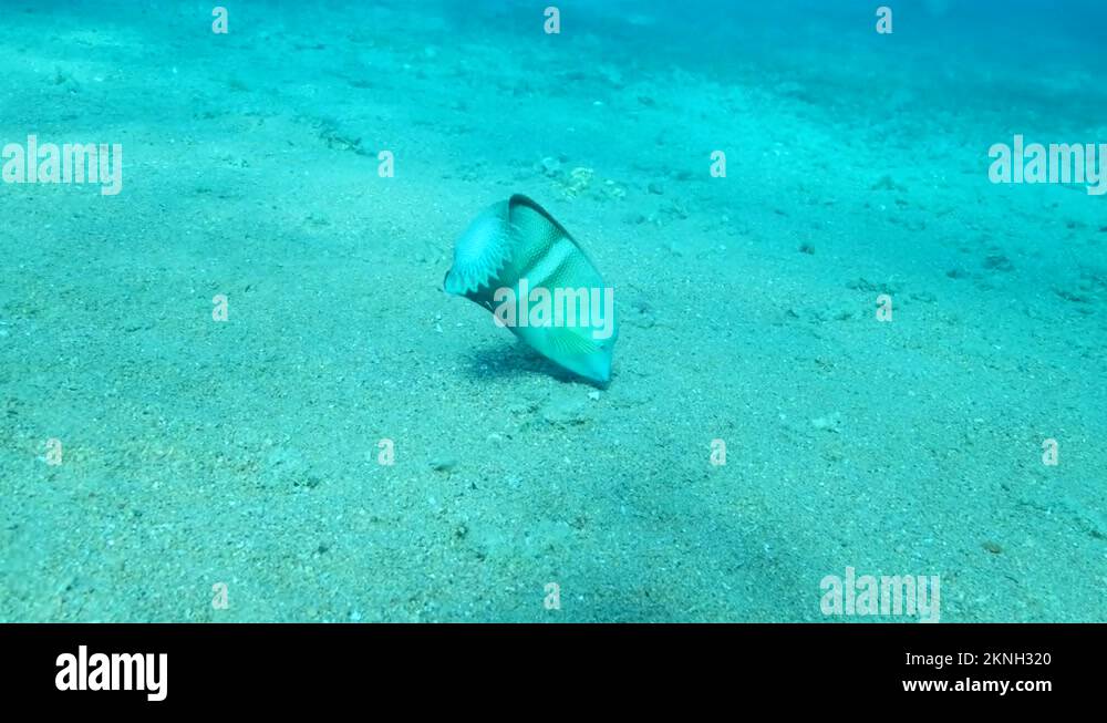 Wrasse fish is looking for food by turning pebbles with its muzzle ...