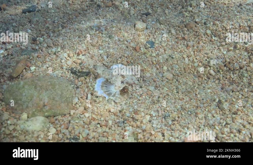 Seamoth moves on the sandy bottom in shallow water in sun rays. Pegasus ...