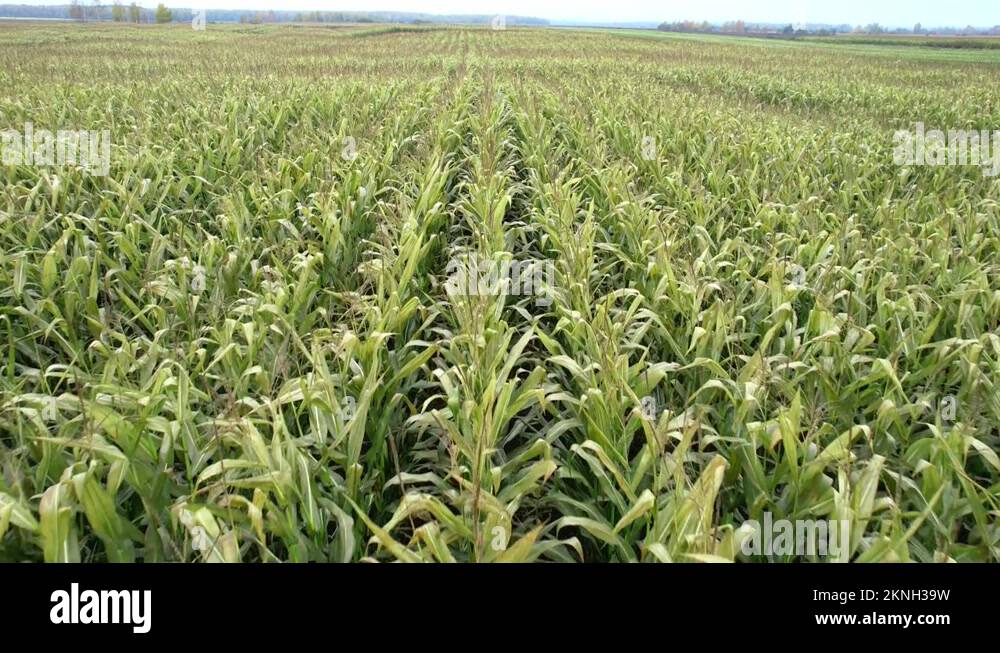 Rows green corn Stock Videos & Footage - HD and 4K Video Clips - Alamy