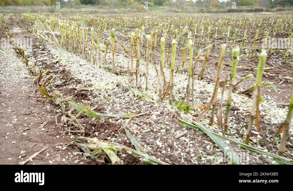 Maize stem ground Stock Videos & Footage - HD and 4K Video Clips - Alamy