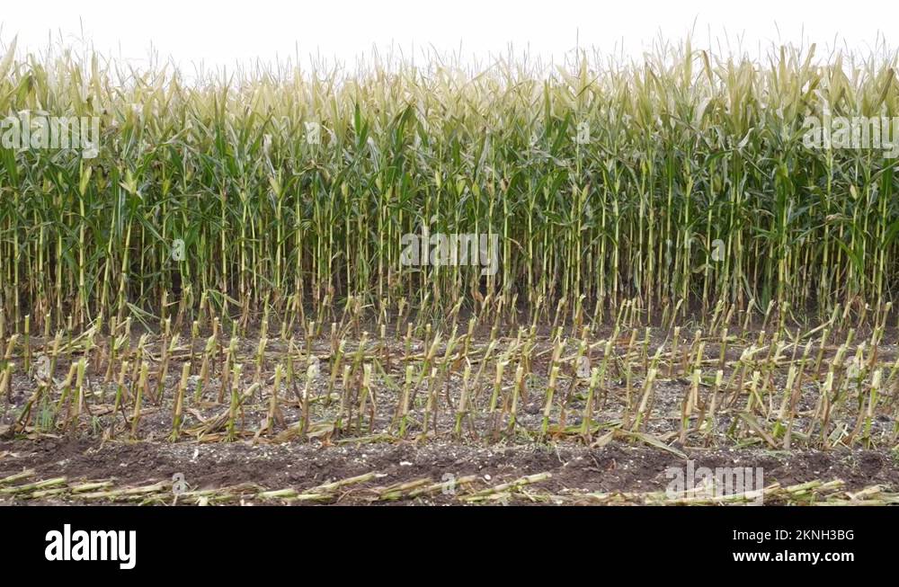 Field sweet corn during harvest Stock Videos & Footage - HD and 4K ...