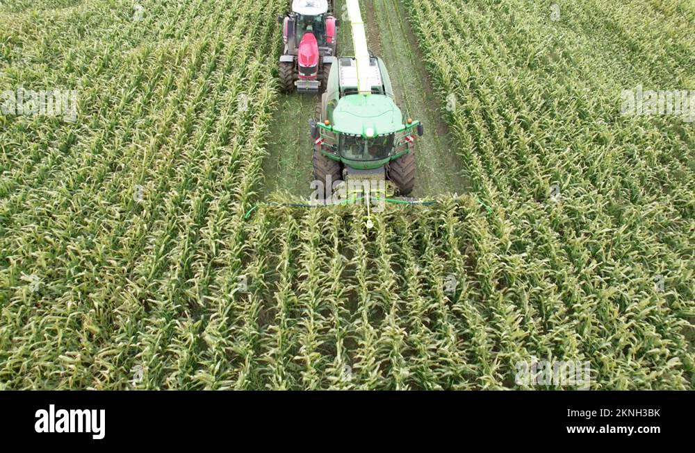 Harvesting process of corn plants for cattle with combine machine Stock ...