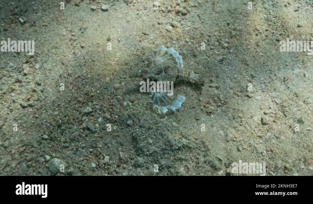 Seamoth moves on the sandy bottom in shallow water in sun rays. Pegasus ...