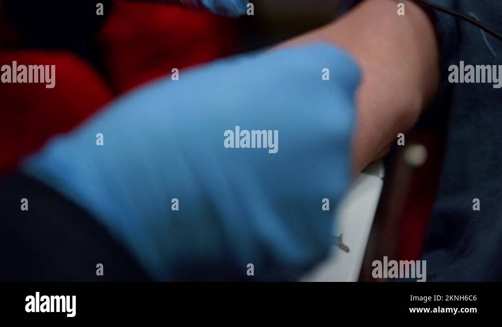 Paramedic inserting needle cannula in arm. Worker placing IV catheter ...