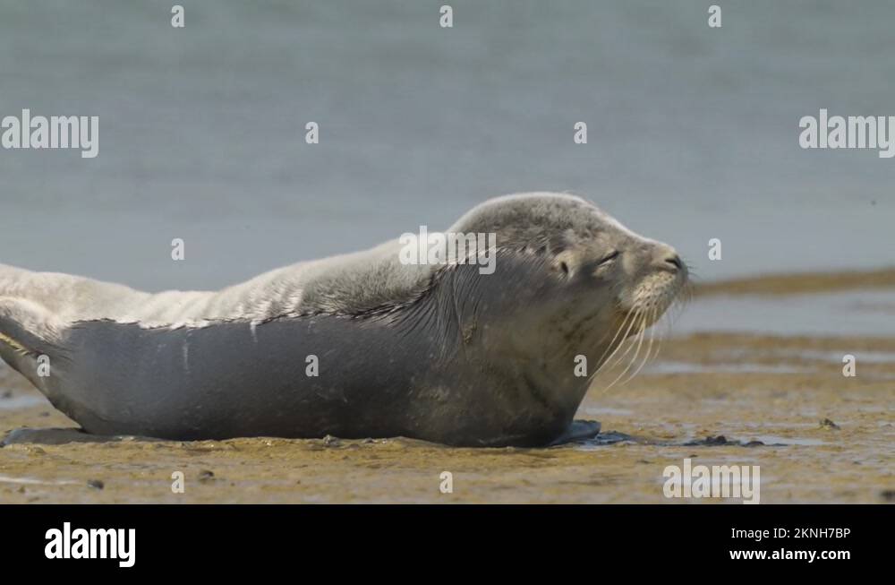 Endangered species caspian seal; pusa caspica falling asleep on the ...
