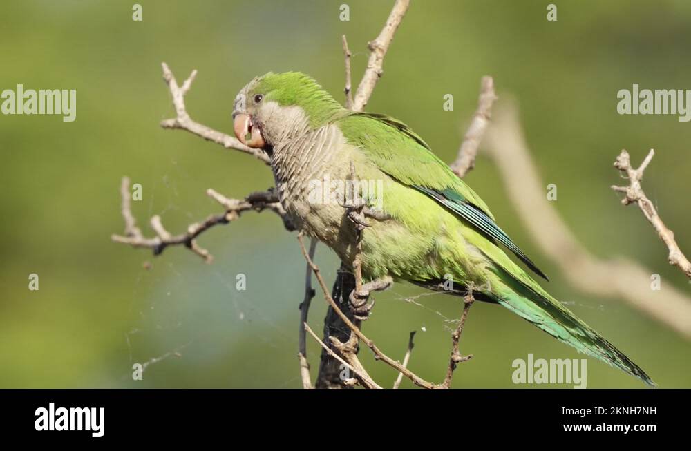 Quaker argentine parrot Stock Videos & Footage - HD and 4K Video Clips ...