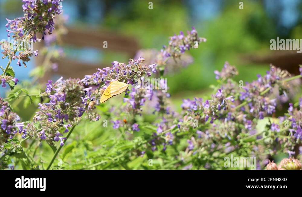 Orange fritillary butterfly Stock Videos & Footage - HD and 4K Video ...