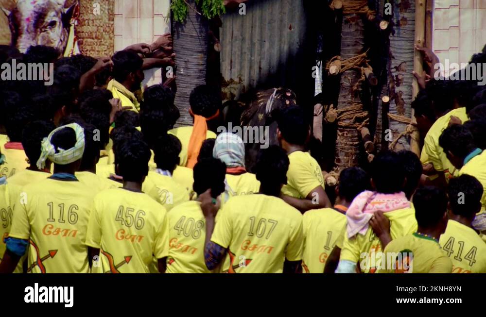 A bull snorting and charging into a crowd of waiting Jallikattu sports ...