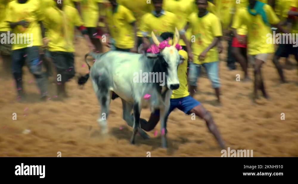 A bull charging into a waiting crowd of Jallikattu sports enthusiasts ...