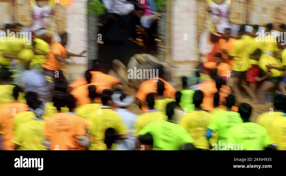 Colourful crowd of Indian people chasing a charging bull in Jallikattu ...