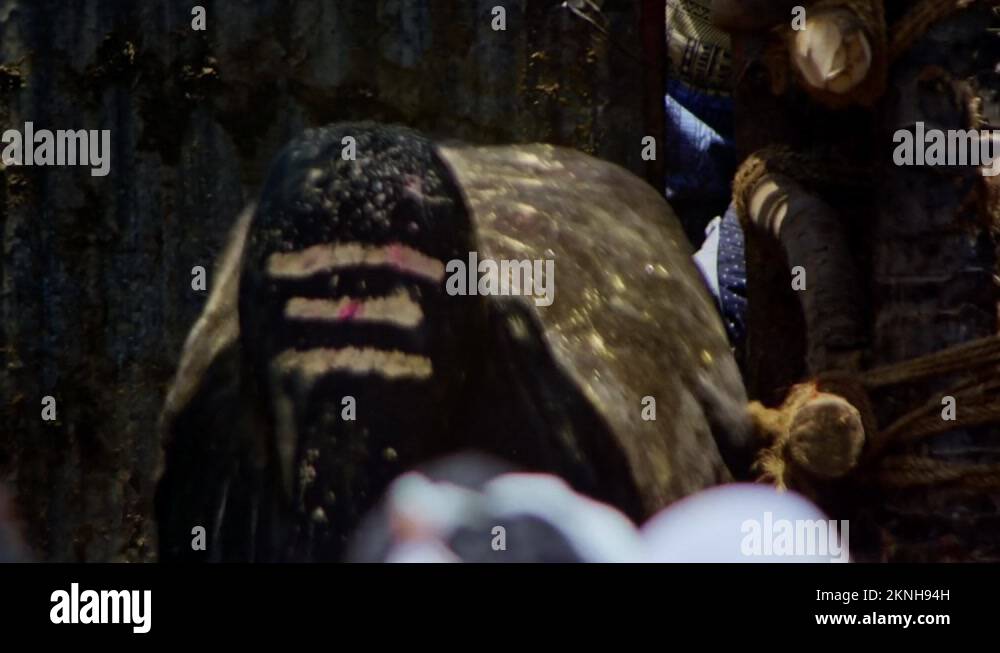 Man versus animal Stock Videos & Footage - HD and 4K Video Clips - Alamy