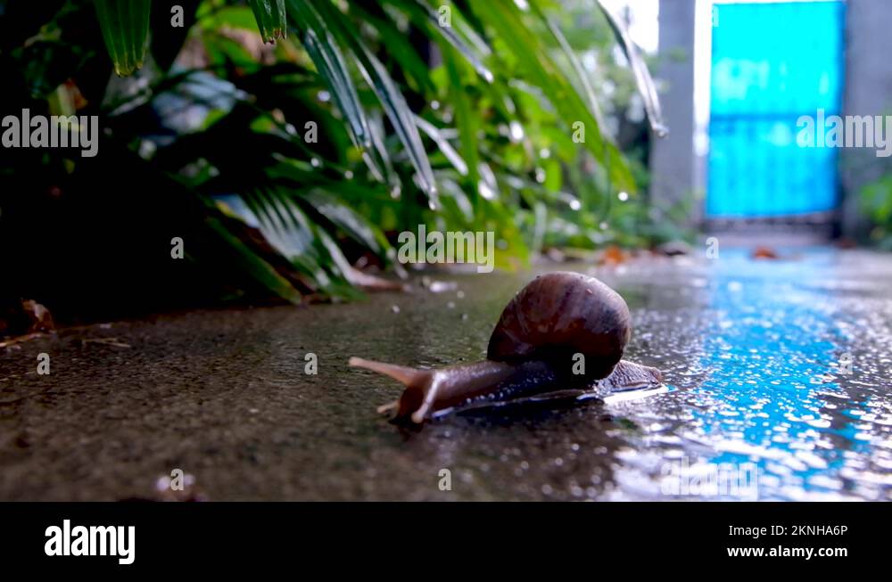 A large land snail moving on a wet garden path during wet season on the ...