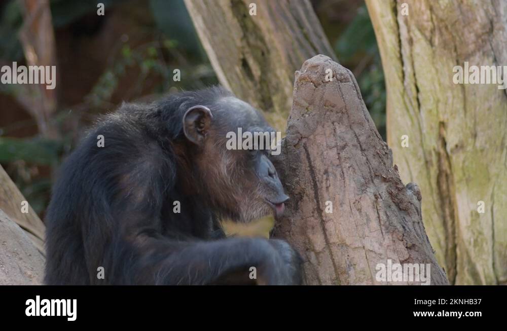 Primate language Stock Videos & Footage - HD and 4K Video Clips - Alamy
