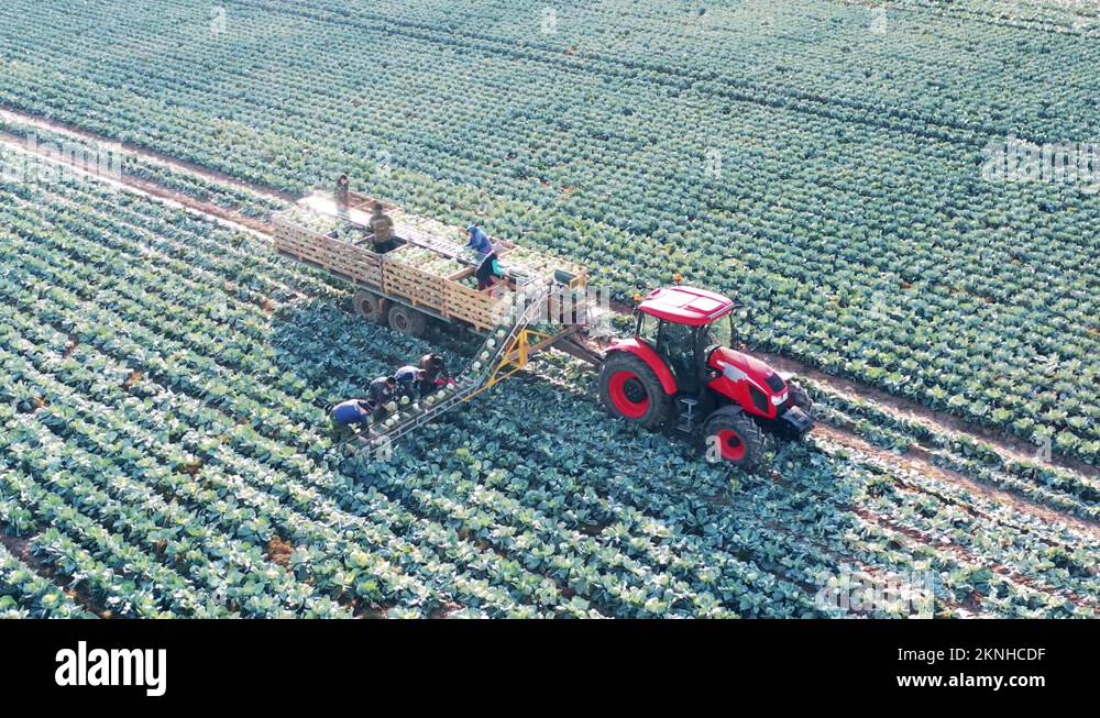 Farmers are collecting cabbage into harvester's containers Stock Video ...