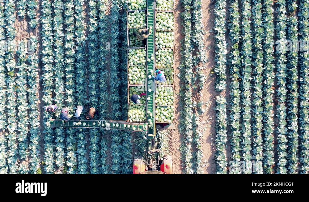 Top view of harvester conveyor being used to collect cabbage Stock ...