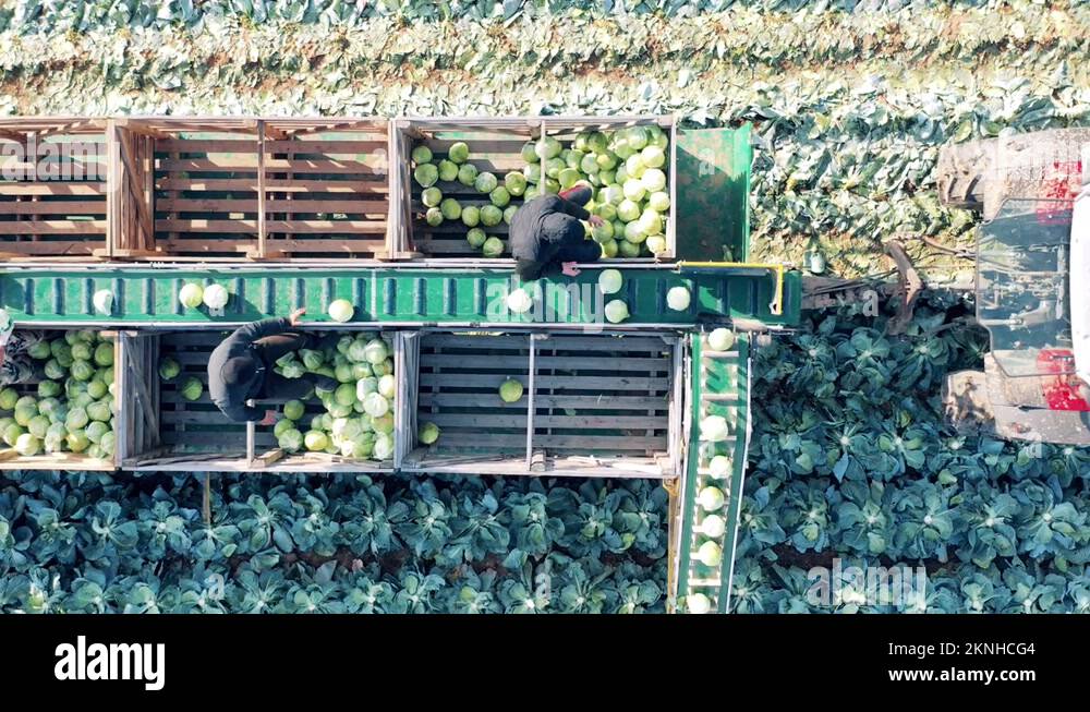 Harvester conveyor with cabbage and farmers sorting it Stock Video ...
