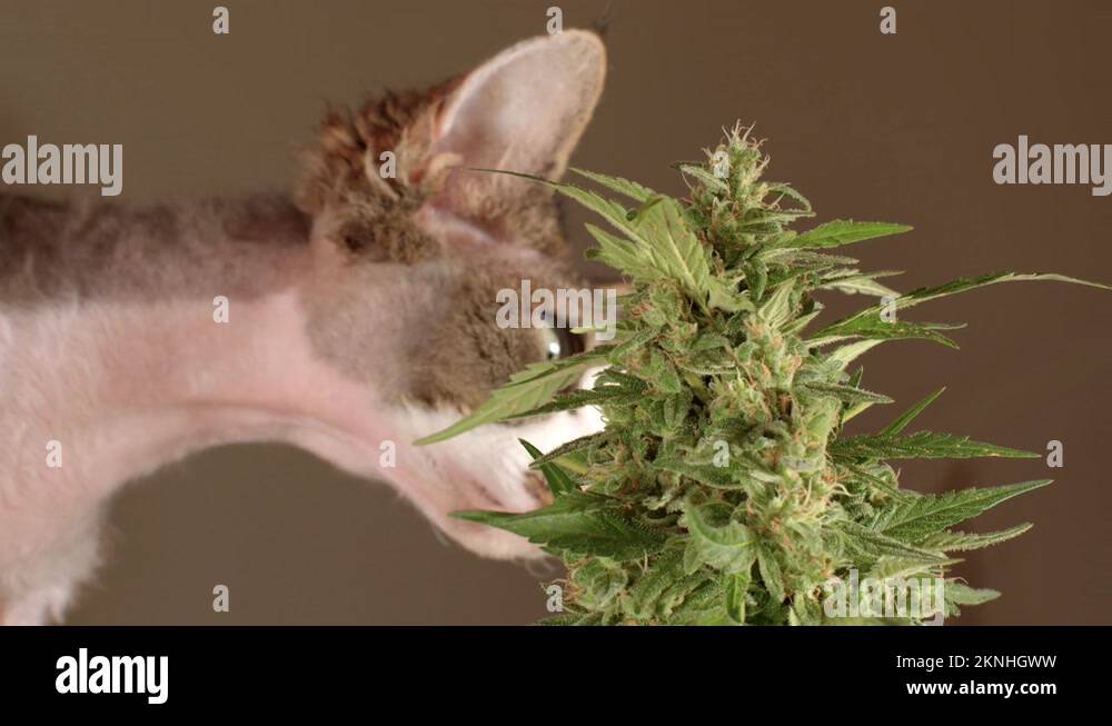 Cat cannabis Stock Videos & Footage - HD and 4K Video Clips - Alamy