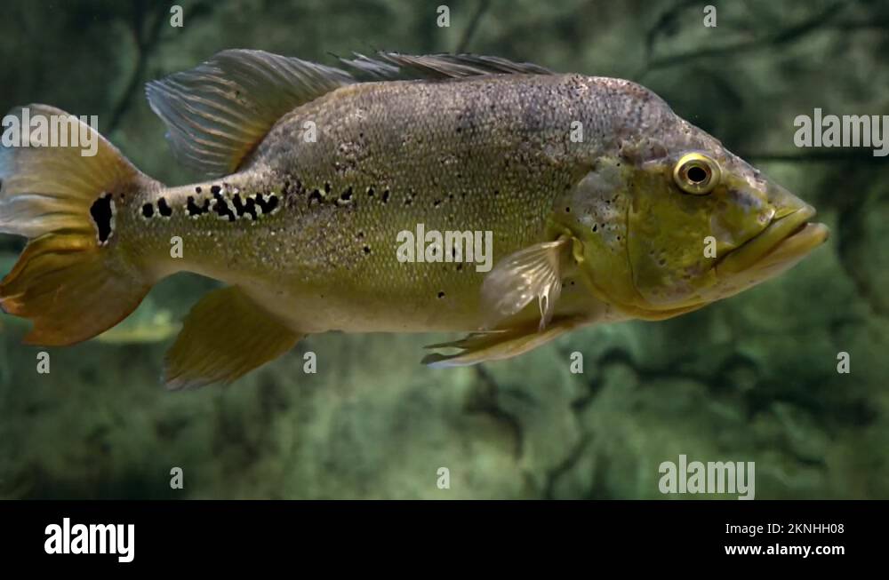 Peacock bass predatory freshwater fish native to theandOrinocobasins ...