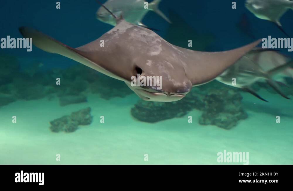 Cownose ray Stock Videos & Footage - HD and 4K Video Clips - Alamy