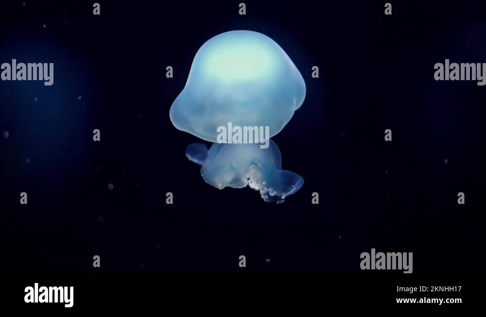 Golden medusa Stock Videos & Footage - HD and 4K Video Clips - Alamy