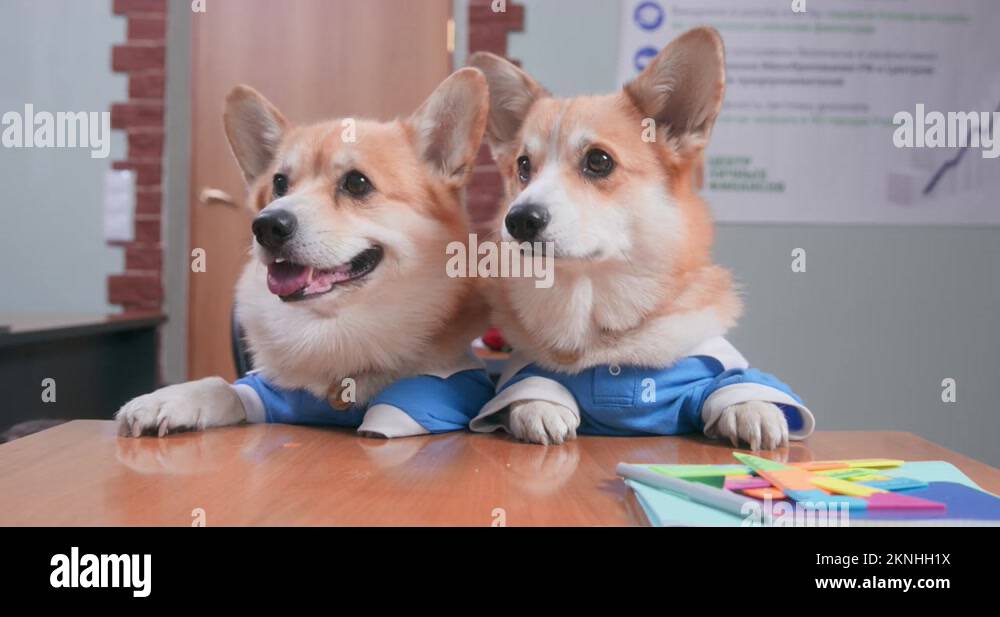 Welsh shepherd Stock Videos & Footage - HD and 4K Video Clips - Alamy