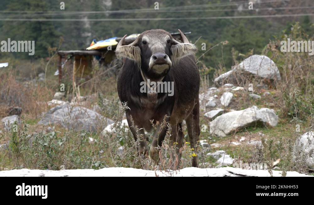 Buffalo bell Stock Videos & Footage - HD and 4K Video Clips - Alamy