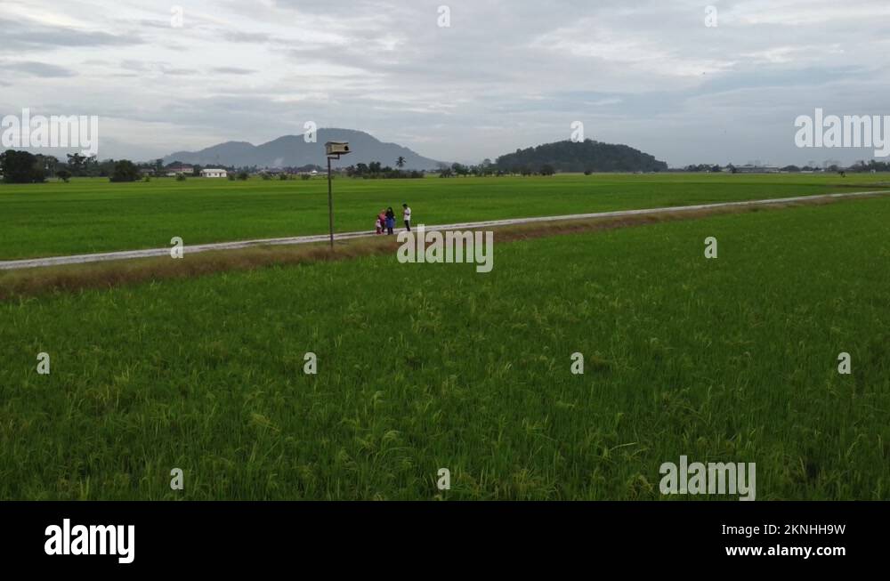 Malays family walk at rural path in paddy field Stock Video Footage - Alamy