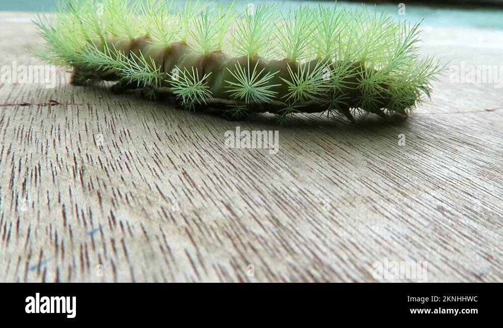 Stinging caterpillar Stock Videos & Footage - HD and 4K Video Clips - Alamy