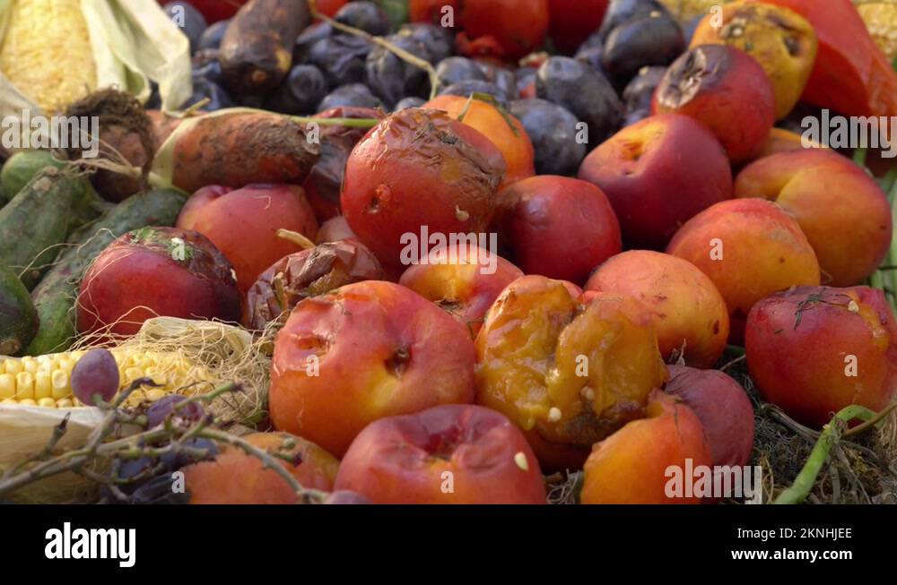Spoiled fruits and vegetables. Food loss and Food Waste on the Farm ...