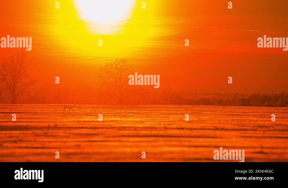 Reddish orange tree Stock Videos & Footage - HD and 4K Video Clips - Alamy