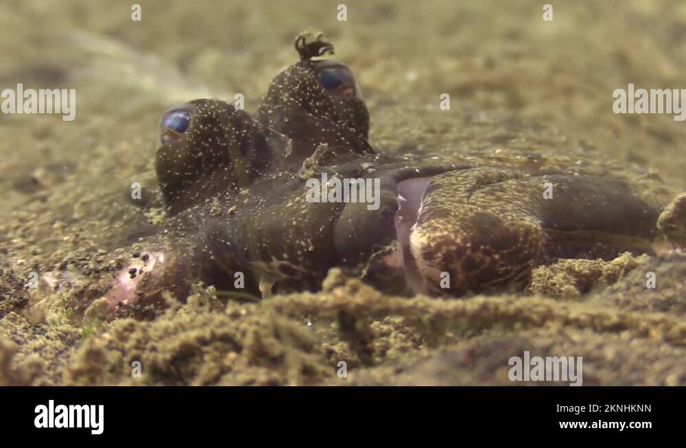 close-up of eyes and mouth of a angler flounder hidden in sand. Body ...