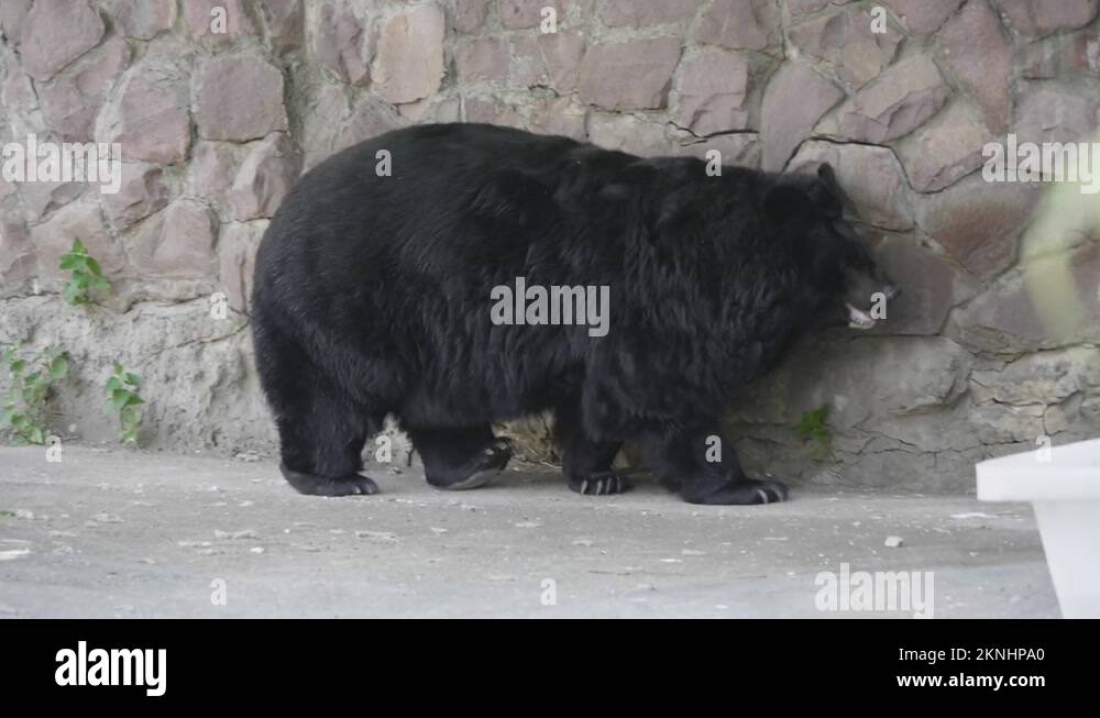 Himalayan bear image Stock Videos & Footage - HD and 4K Video Clips - Alamy