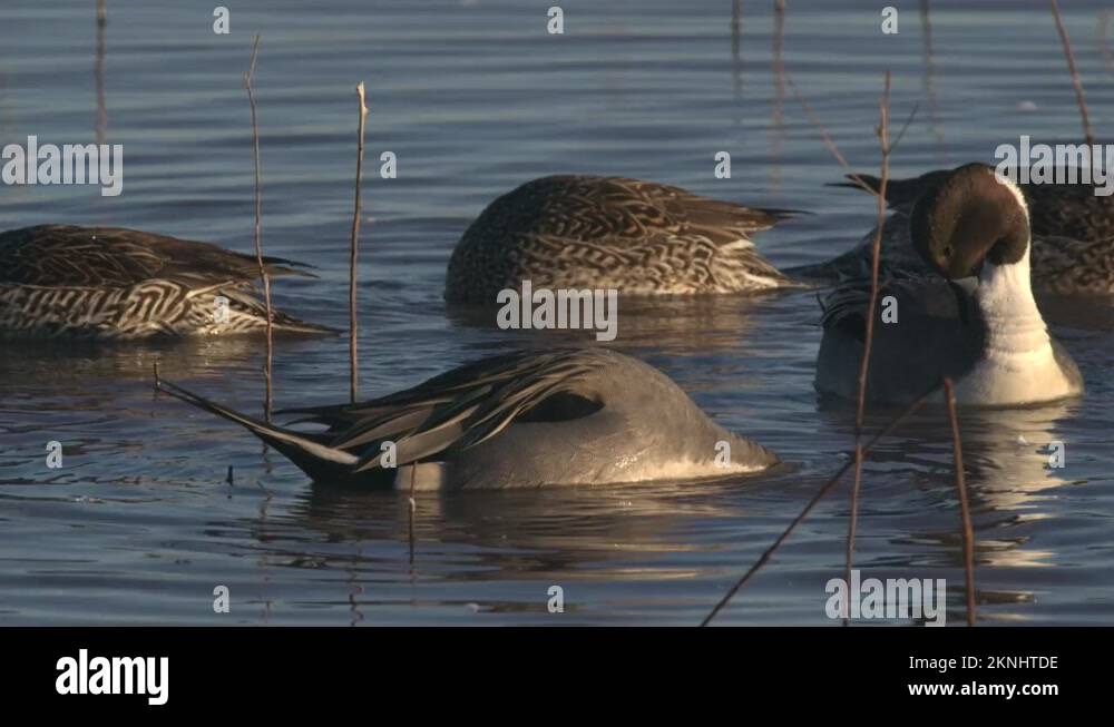 Male water hen Stock Videos & Footage - HD and 4K Video Clips - Alamy