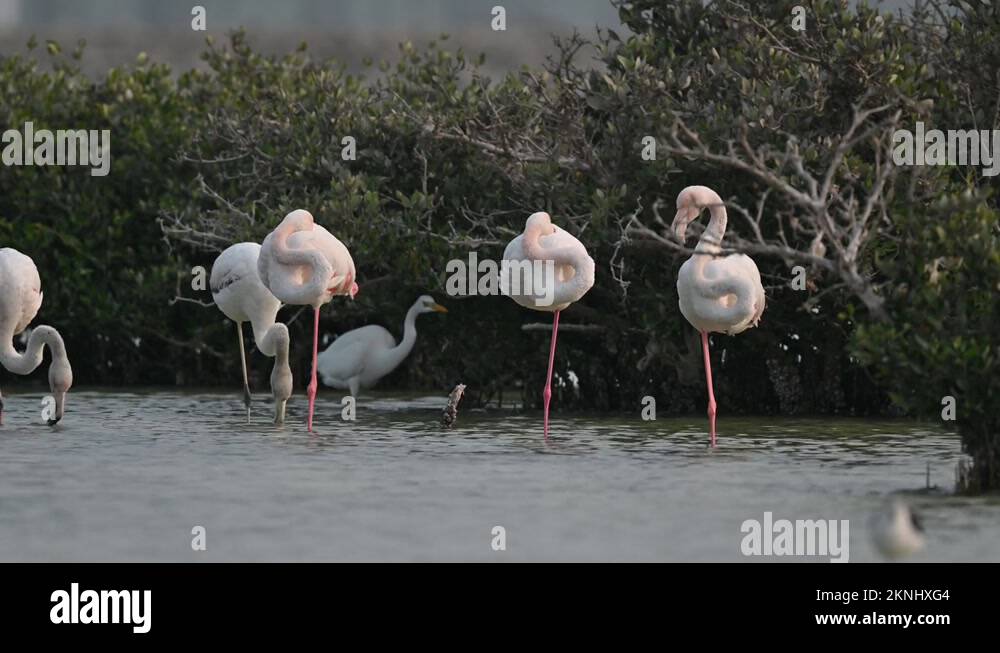 Bahrain birds Stock Videos & Footage - HD and 4K Video Clips - Alamy
