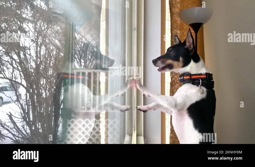 Shock dog Stock Videos & Footage - HD and 4K Video Clips - Alamy