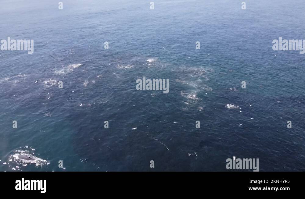 Aquatic predators Stock Videos & Footage - HD and 4K Video Clips - Alamy