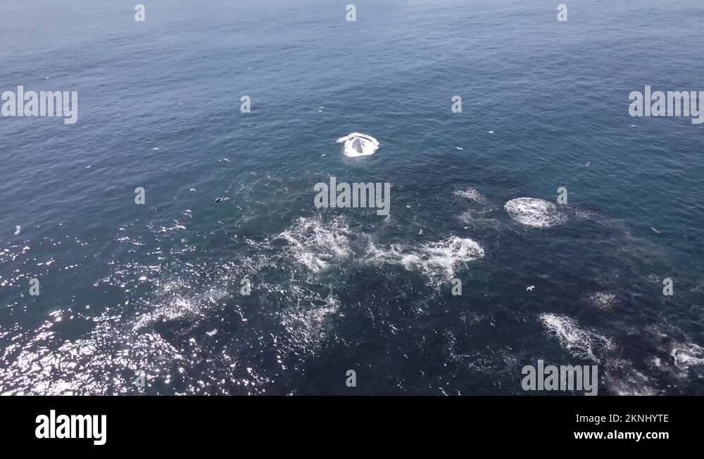 Frenzied surface activity from sardine baitball as whale lunges for a ...
