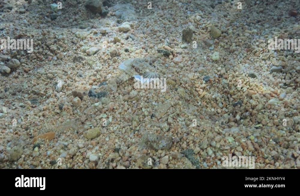 Seamoth moves on the sandy bottom in shallow water in sun rays. Pegasus ...