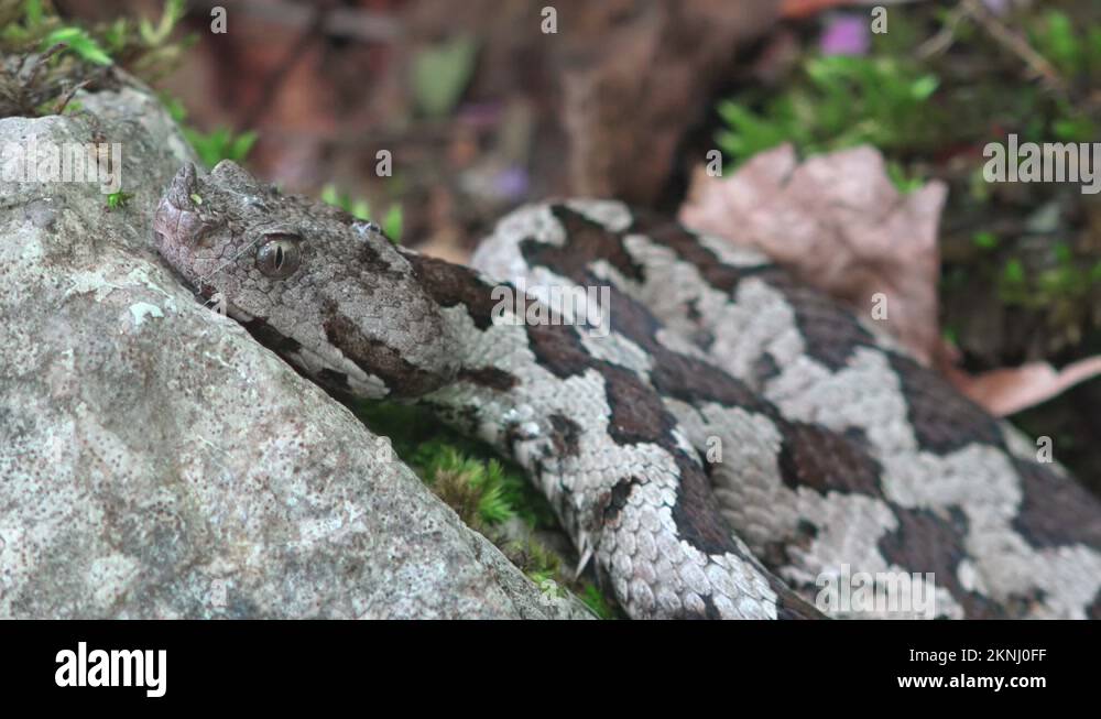 Horned serpent Stock Videos & Footage - HD and 4K Video Clips - Alamy