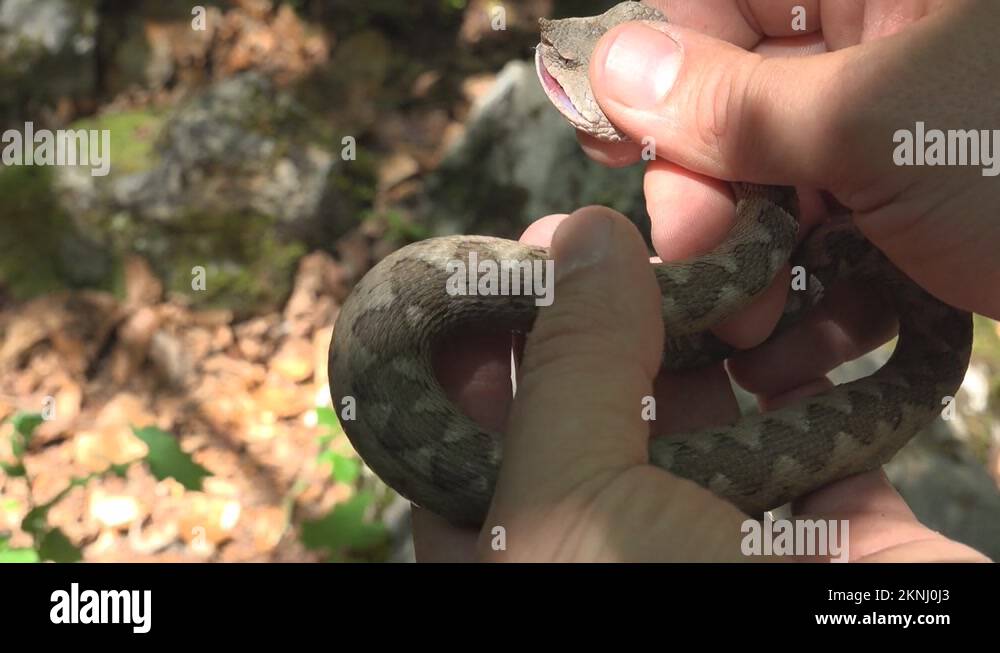 Herpetologist Stock Videos & Footage - HD and 4K Video Clips - Alamy