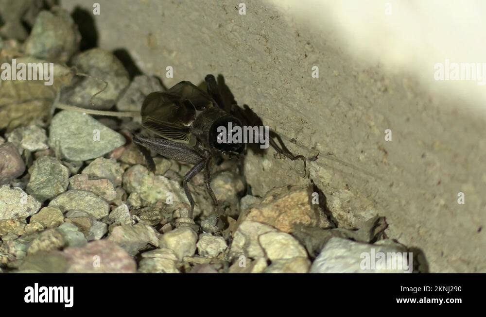Insect sound Stock Videos & Footage - HD and 4K Video Clips - Alamy