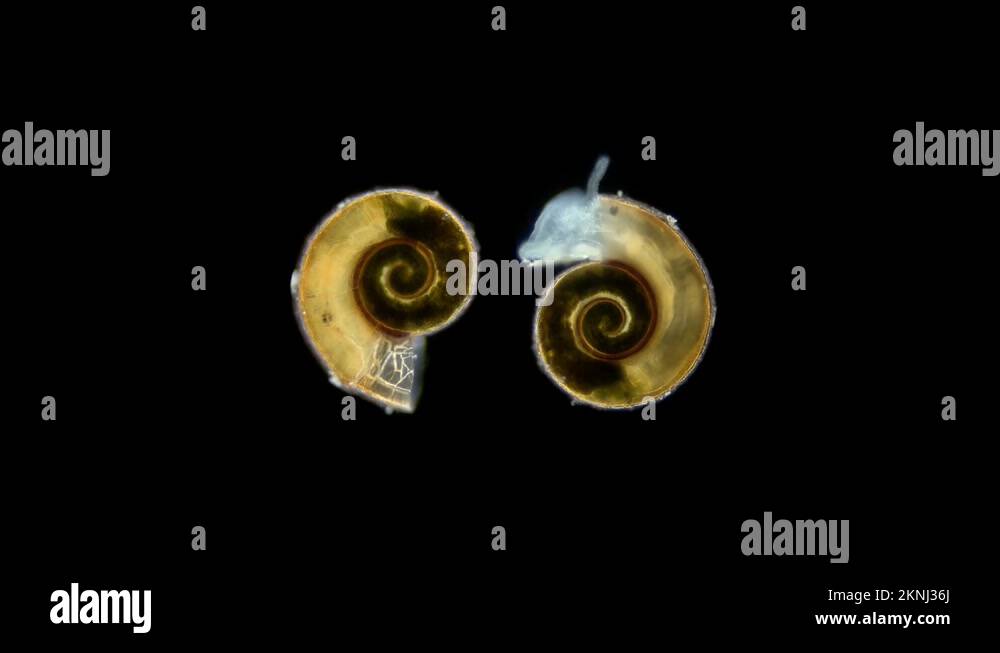 Mollusca spiral Stock Videos & Footage - HD and 4K Video Clips - Alamy