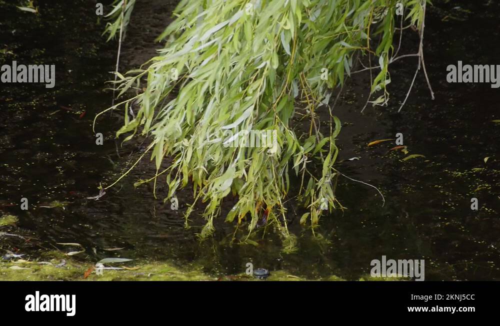 Willow tree by water Stock Videos & Footage - HD and 4K Video Clips - Alamy