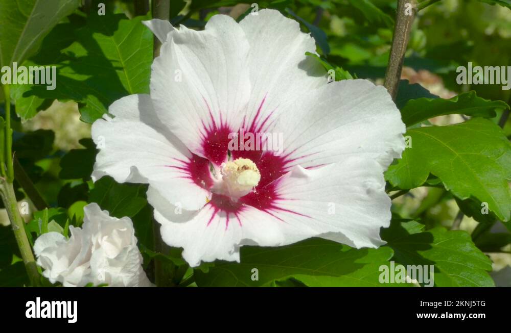 Syrian plant Stock Videos & Footage - HD and 4K Video Clips - Alamy